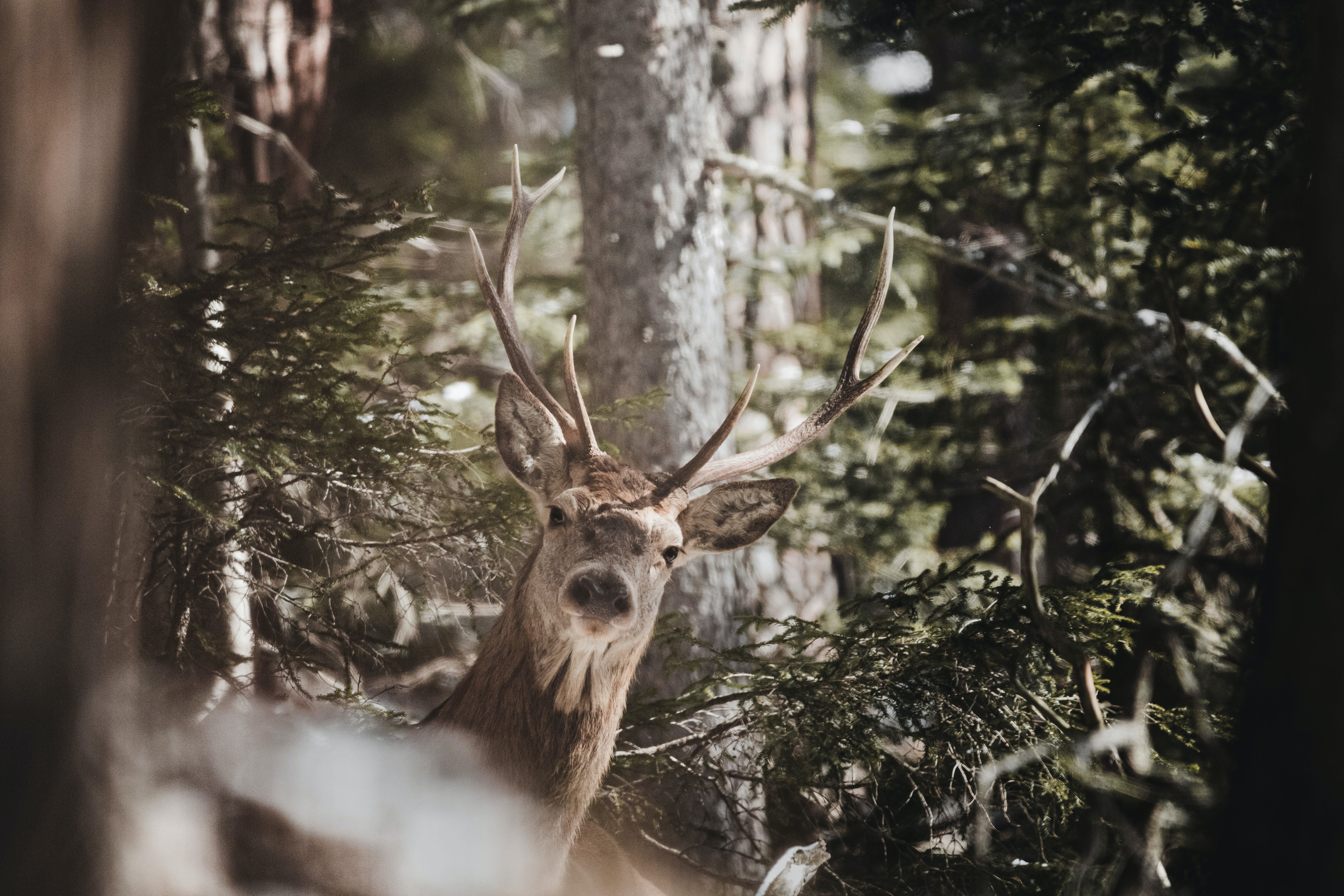 Connecting with Spirit Guides: A Step-by-Step for Beginners – Eve and Fae
